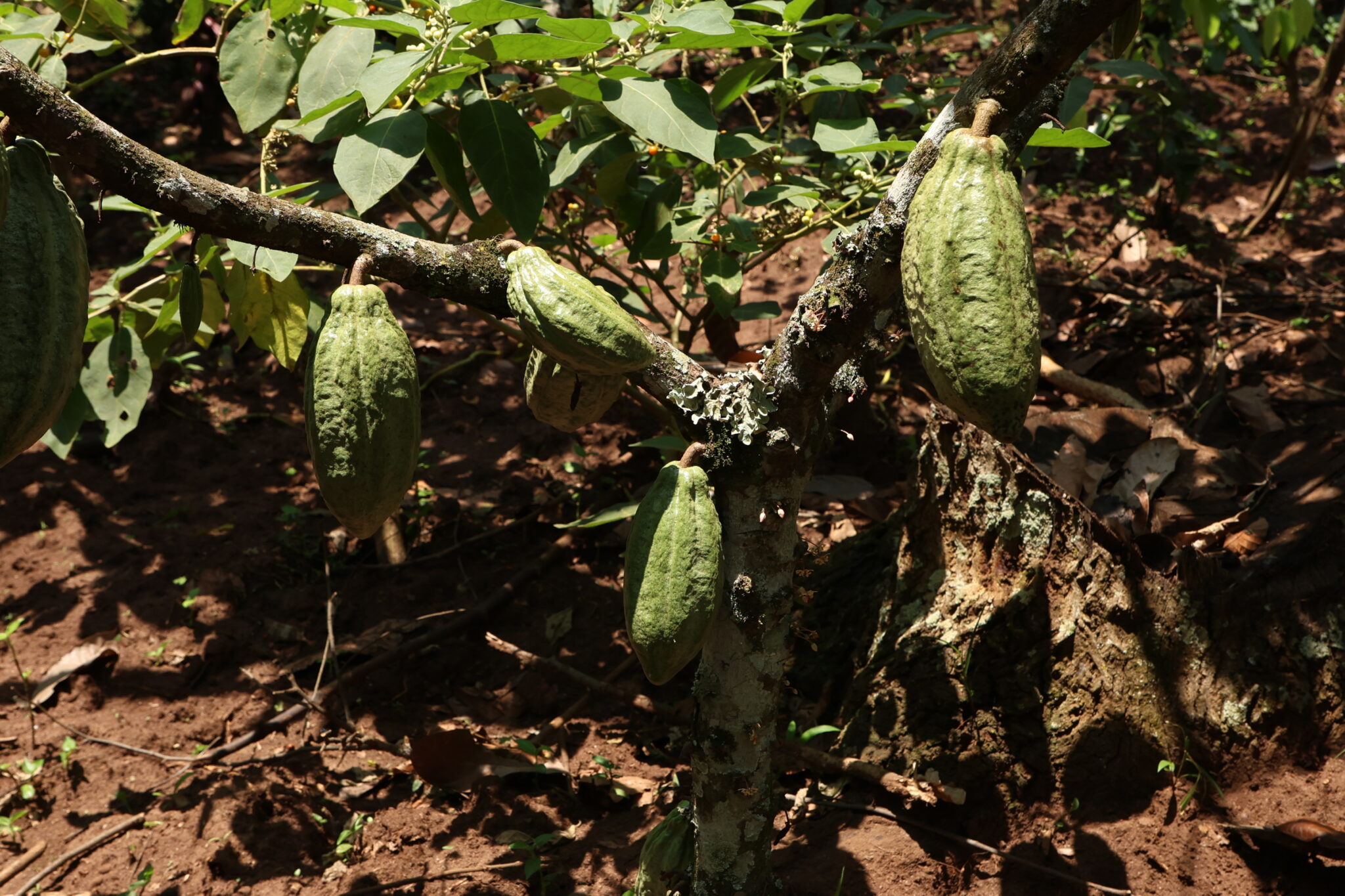 Cocoa Farmers Seek to Build Value As ‘Government Plans’ Delay ...
